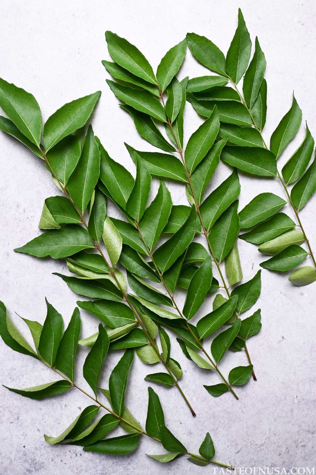What Are Curry Leaves? - Taste of Nusa
