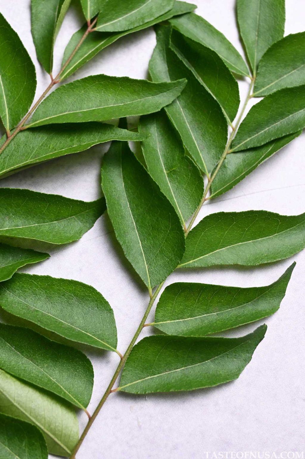 What Are Curry Leaves? - Taste of Nusa
